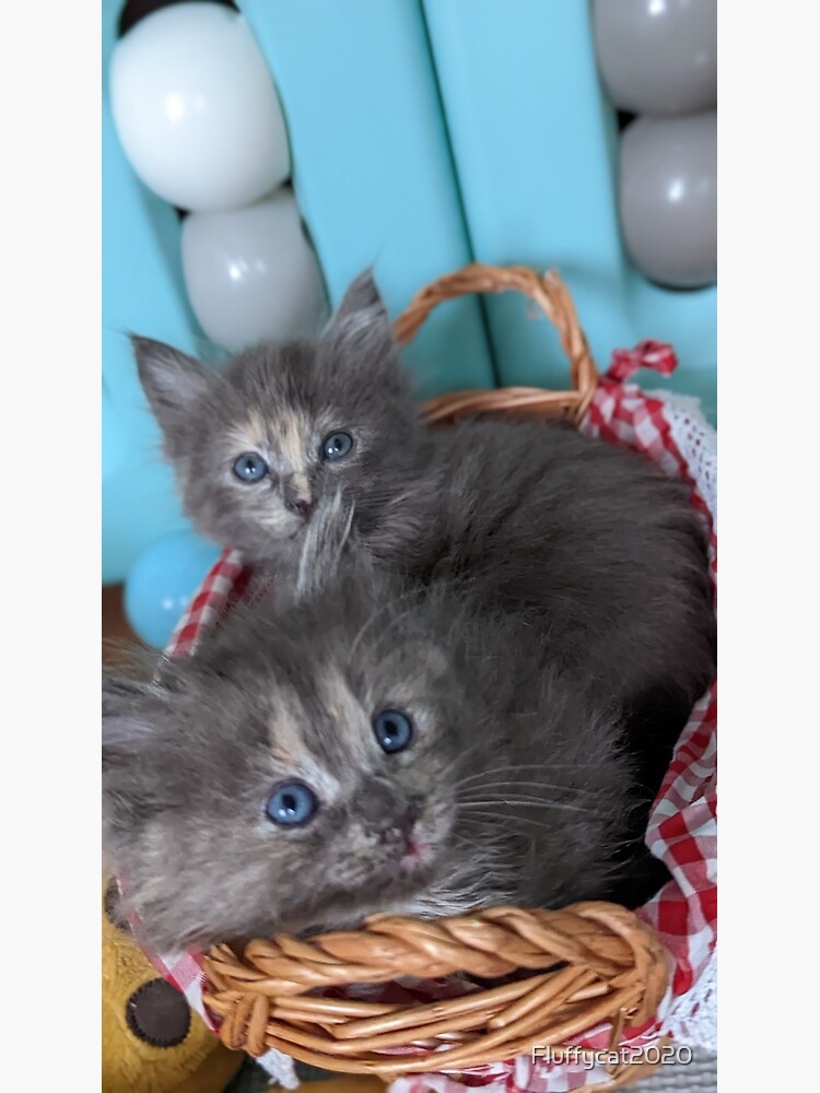 Grey Ragdoll Kittens Ragdoll Manx