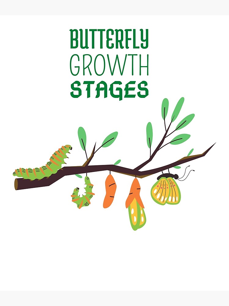 "Butterfly Growth Stages" Poster for Sale by ZERO-22 | Redbubble
