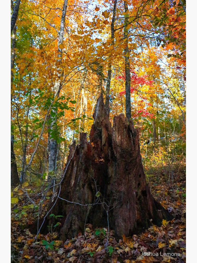 "Fallen Wood" Sticker for Sale by jlemons | Redbubble