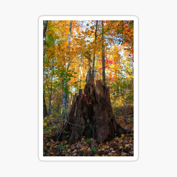 "Fallen Wood" Sticker for Sale by jlemons | Redbubble