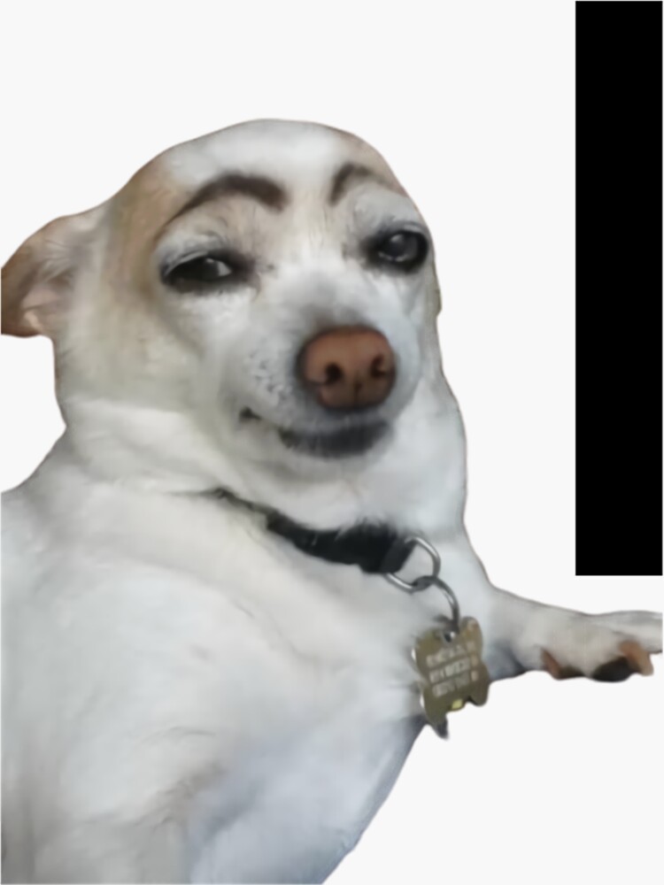 "eyebrow meme funny looking Dog and black square " Sticker by BiouSivc ...