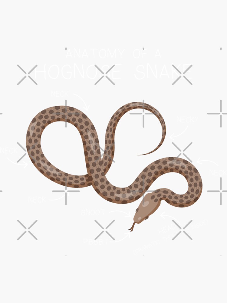 Sticker « Hognose Snake Anatomy Inspiré Hog Nosed Snake Related Snake ...