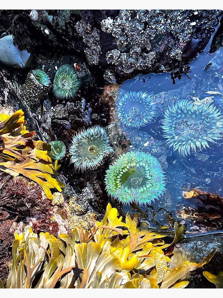 "Anemia " Poster for Sale by Meriah12 | Redbubble