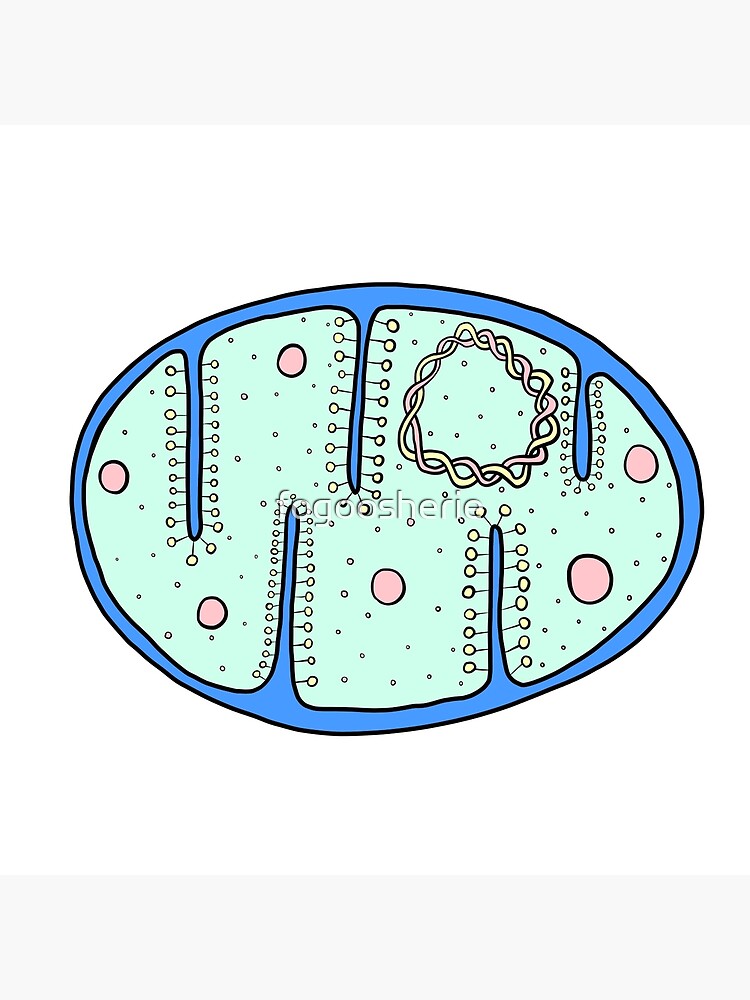 "Mitochondrion in Blue" Poster for Sale by fogoosherie | Redbubble