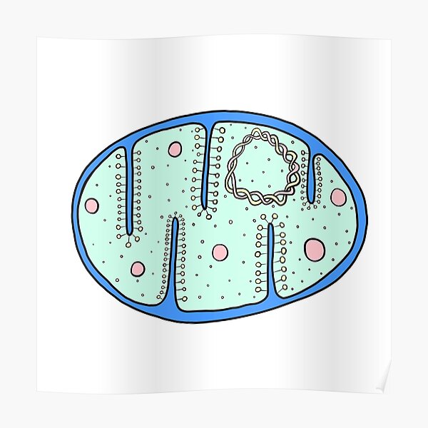 "Mitochondrion in Blue" Poster for Sale by fogoosherie | Redbubble
