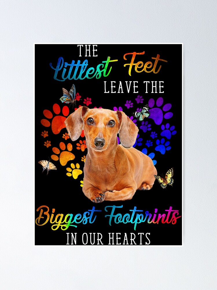 Poster « Teckel Les plus petits pieds laissent les plus grandes ...