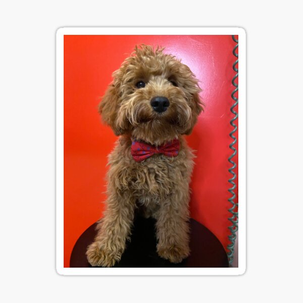 "Jared" Sticker by BOBBYBABE | Redbubble