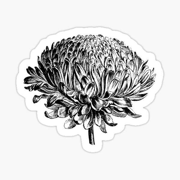 "Aster Flower Illustration" Sticker by ironpeony | Redbubble