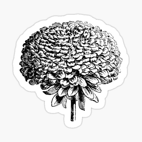 "Aster Flower Illustration" Sticker for Sale by ironpeony | Redbubble