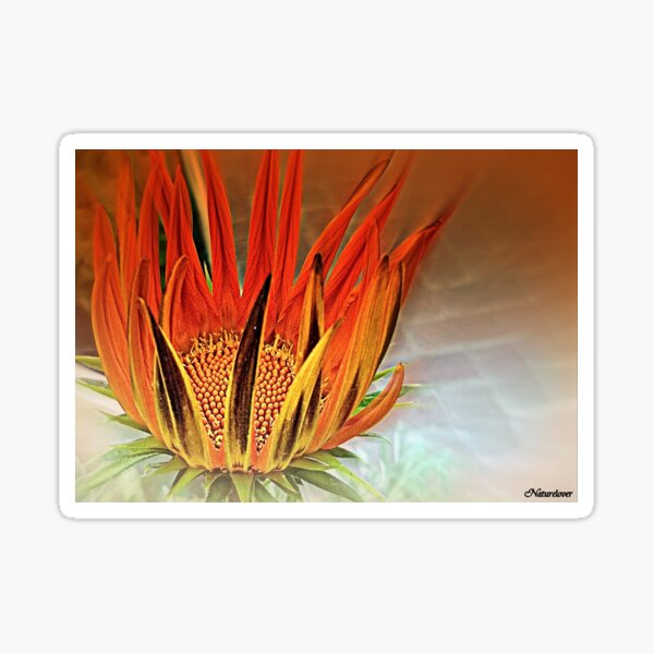 "Fire Dance" Sticker for Sale by naturelover | Redbubble