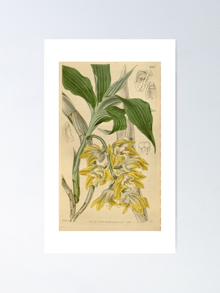 "Chysis aurea" Poster for Sale by EsotericBotanic | Redbubble