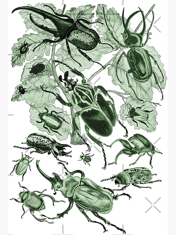 "Coleoptera Beetles and Weevils Green" Photographic Print by ...