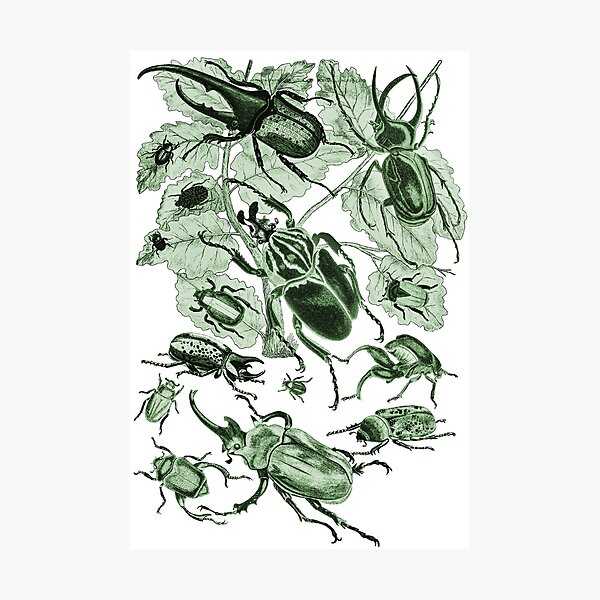"Coleoptera Beetles and Weevils Green" Photographic Print by ...