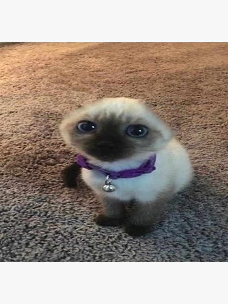 "NO EARS CAT" Sticker by deepfriedfeline | Redbubble