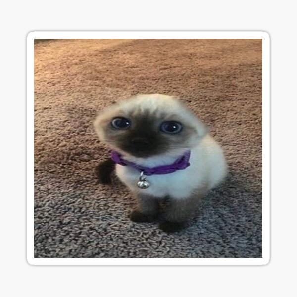 "NO EARS CAT" Sticker by deepfriedfeline | Redbubble