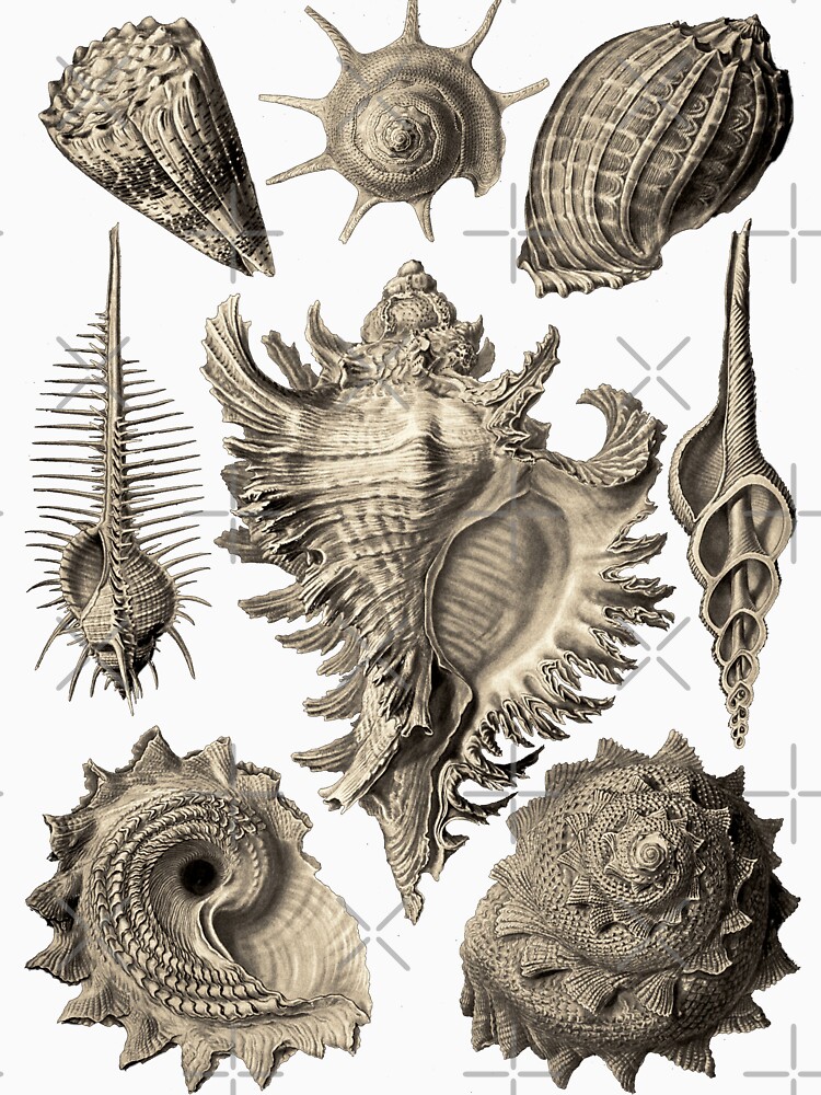 "Ernst Haeckel Prosobranchia Sea Shells" T-shirt by aimeewilson | Redbubble