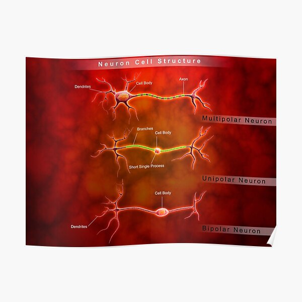 "Anatomy structure of neurons." Poster for Sale by StocktrekImages ...