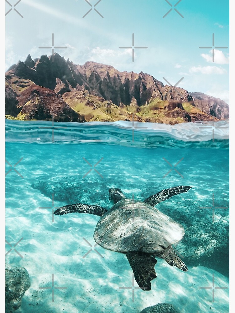 "Sea Turtle" Poster for Sale by galdesign | Redbubble