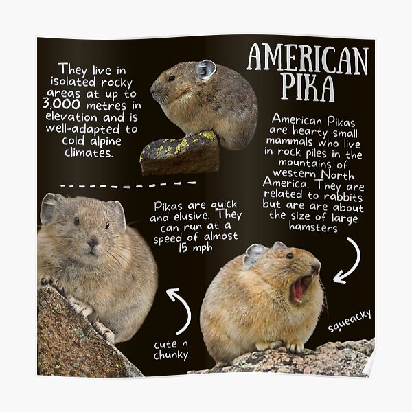 "American Pika Fun Fact" Poster for Sale by KyleNesas | Redbubble