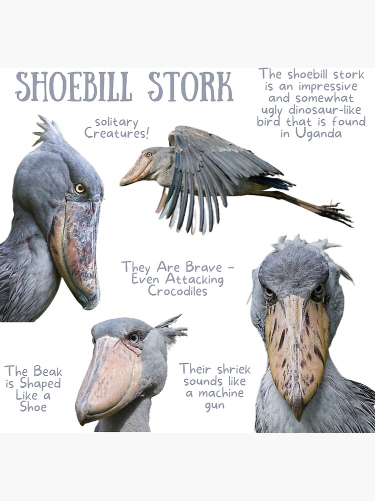 "Shoebill Stork Fun Fact" Magnet for Sale by KyleNesas | Redbubble
