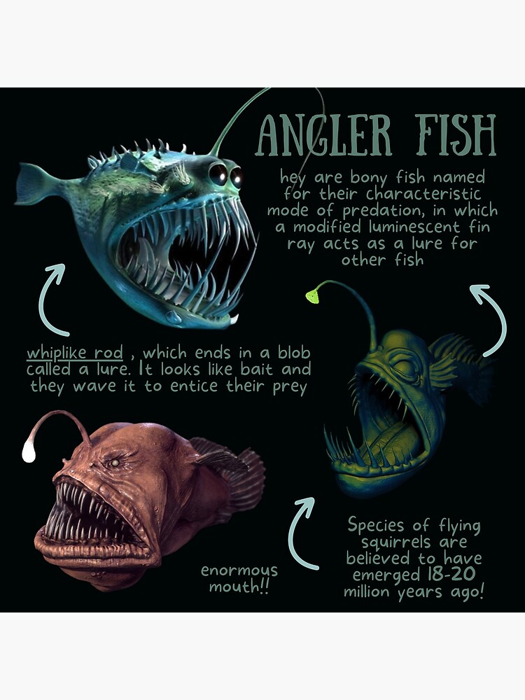 "Angler Fish Fun Fact" Poster for Sale by KyleNesas | Redbubble