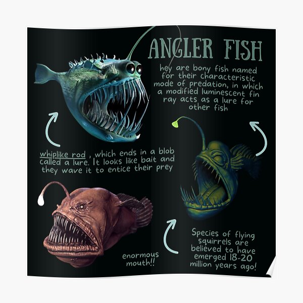 "Angler Fish Fun Fact" Poster for Sale by KyleNesas | Redbubble