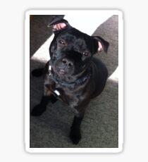 Staffy: Stickers | Redbubble