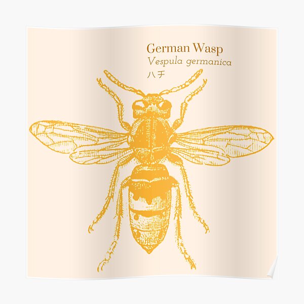 Póster «Avispa alemana ハチ Insecto Bicho Científico Fauna silvestre ...