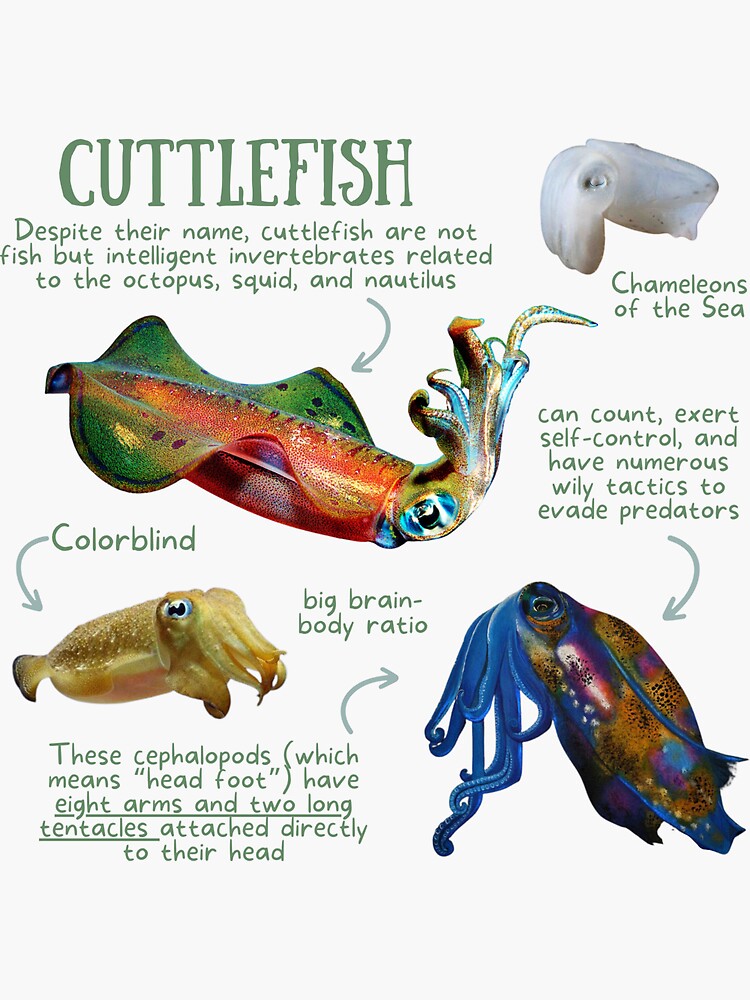 "Cuttlefish Fun Facts" Sticker by KyleNesas | Redbubble
