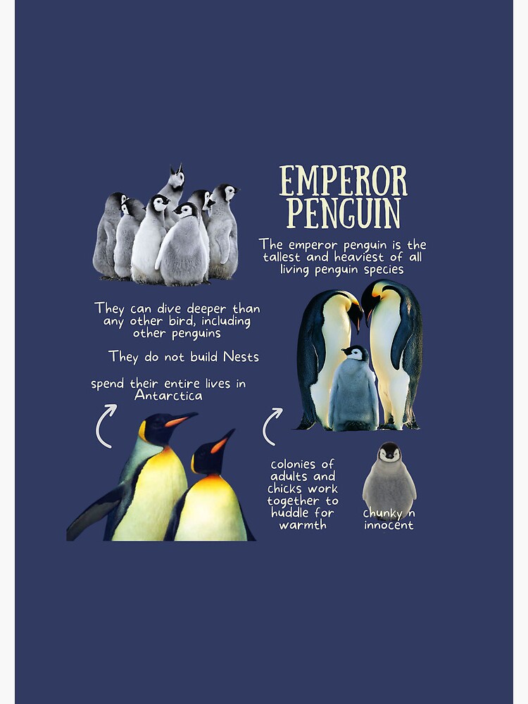 Emperor Penguin Facts Penguins | University Of Colorado