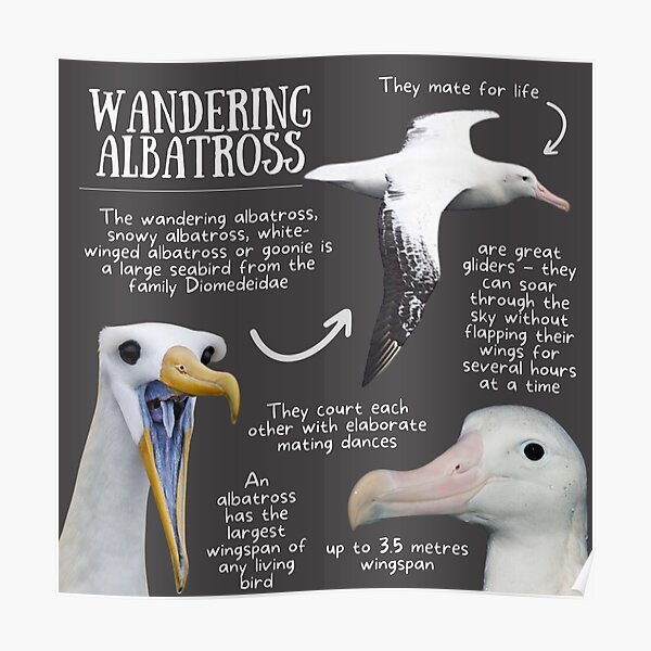 Póster «Datos curiosos del albatros errante» de KyleNesas | Redbubble