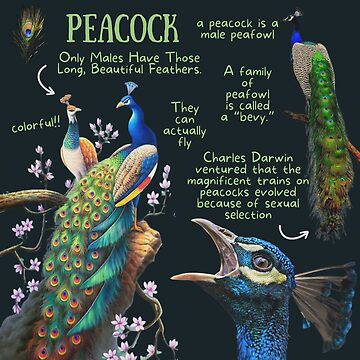 "Peacock Fun Facts" Poster for Sale by KyleNesas | Redbubble