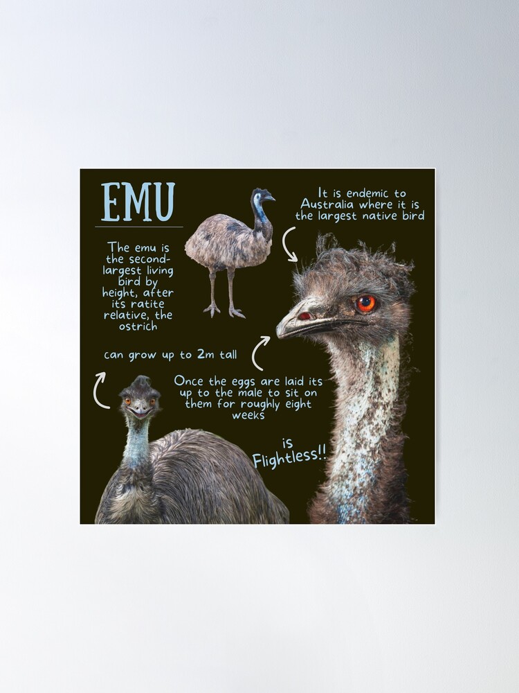 Interesting Facts About Emus Just Fun Facts