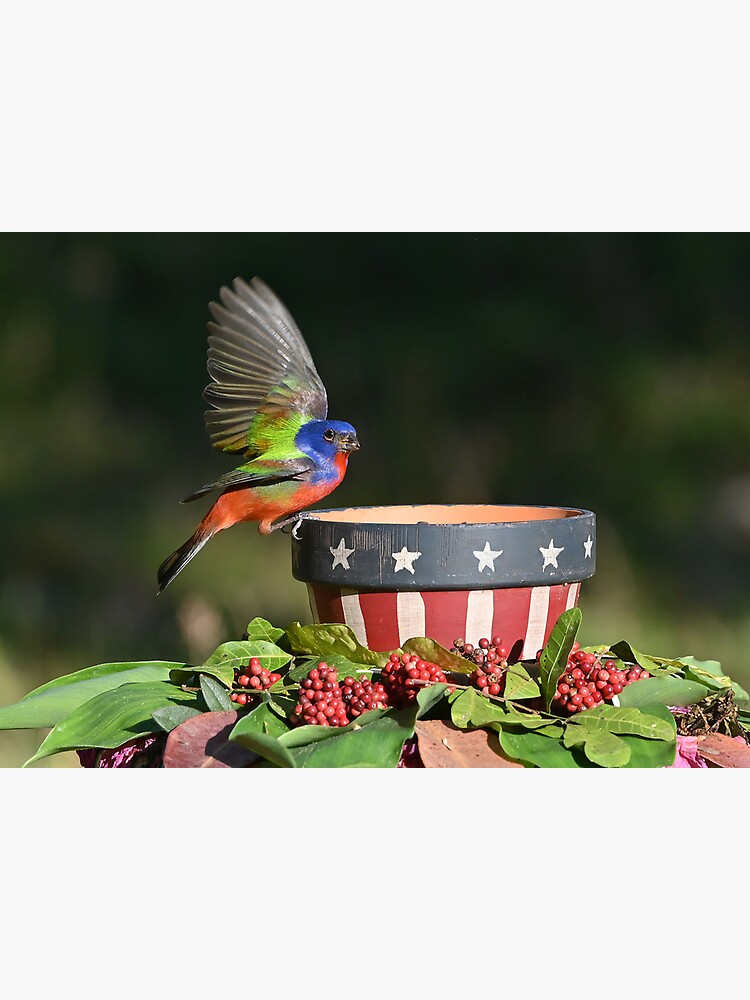 "Painted Bunting Bird Saluting the American Flag Bowl" Sticker for Sale ...