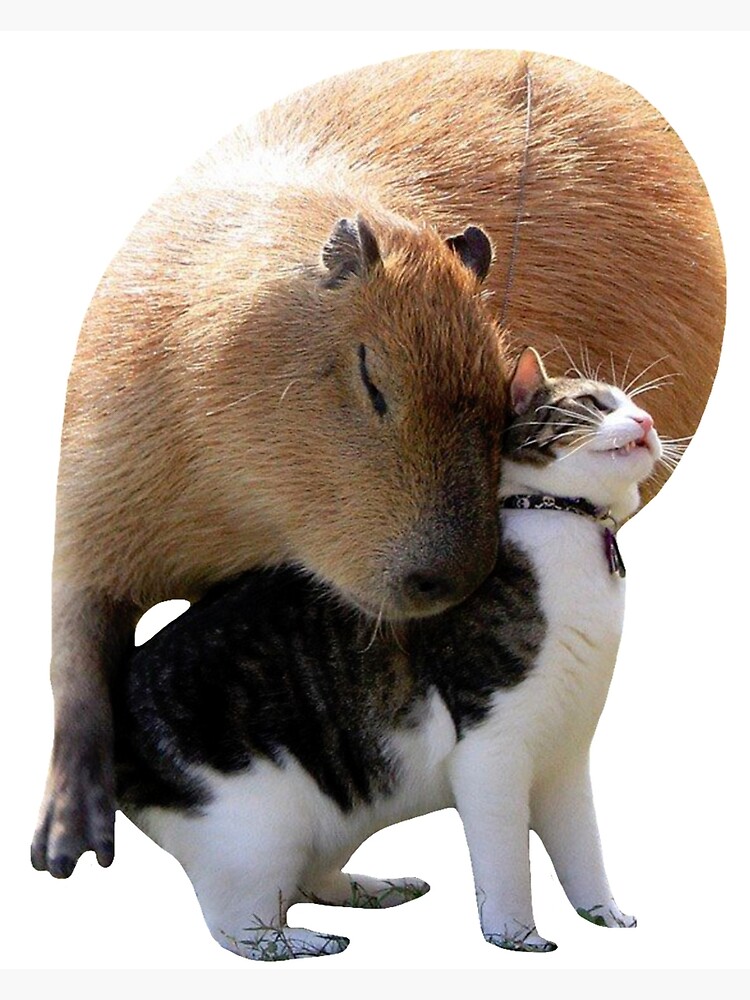 "Capybara & Cat" Poster for Sale by CapyBoii | Redbubble