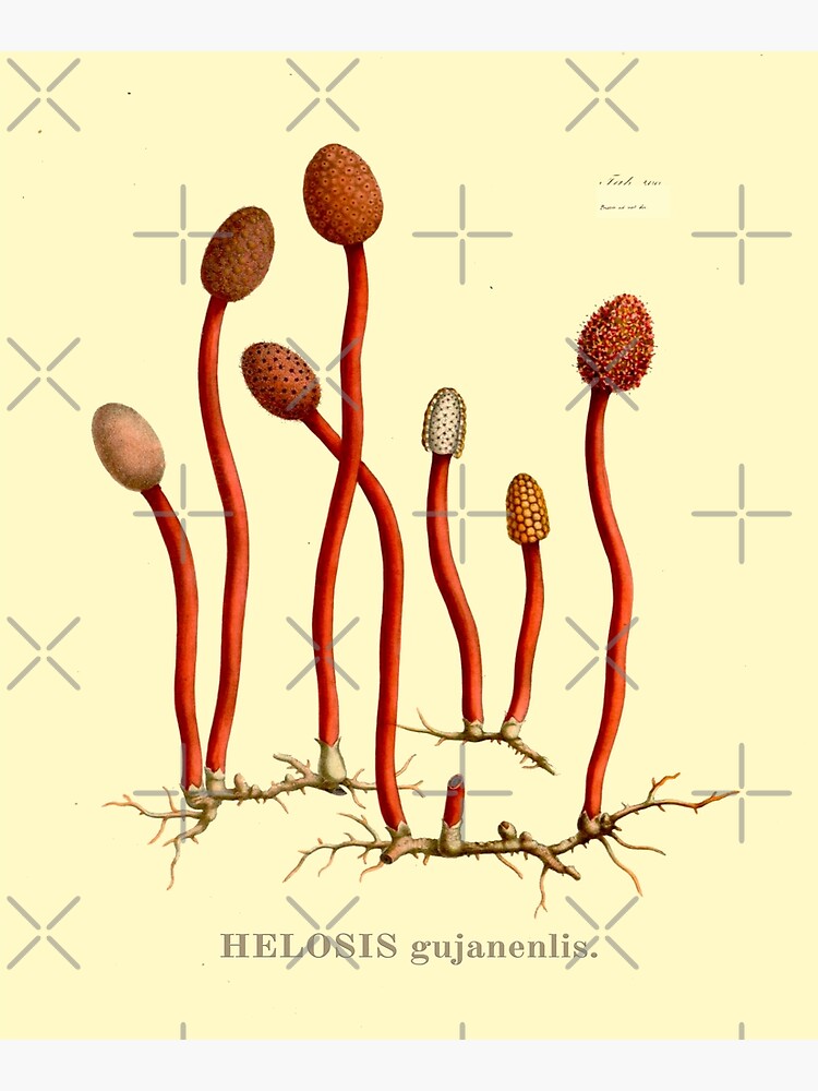 "Weird Plant Wall Art - Scientific Botanical Illustration of Helosis ...