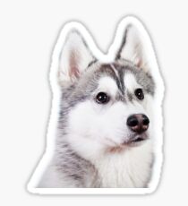 Husky: Stickers | Redbubble