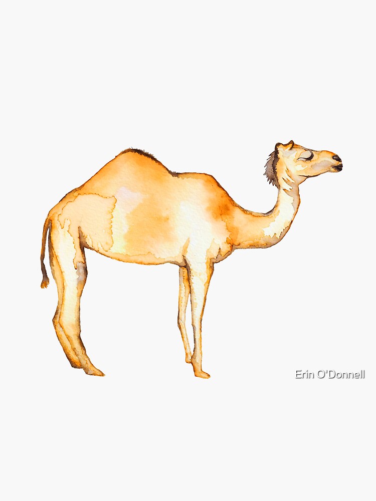 "Watercolour dubai desert Camel" Sticker for Sale by wanderingwattle ...
