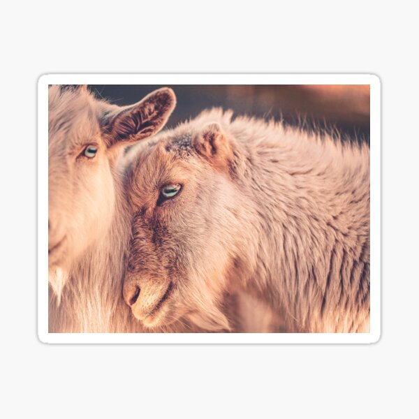 "Best Friends Goats Cuddling Print" Sticker by pestone53 | Redbubble