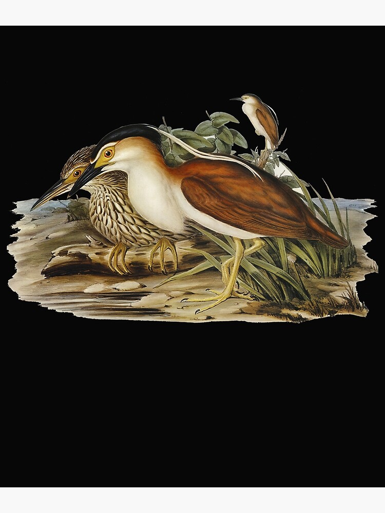 "Nankeen Night Heron (Nycticorax caledonicus)" Poster for Sale by ...