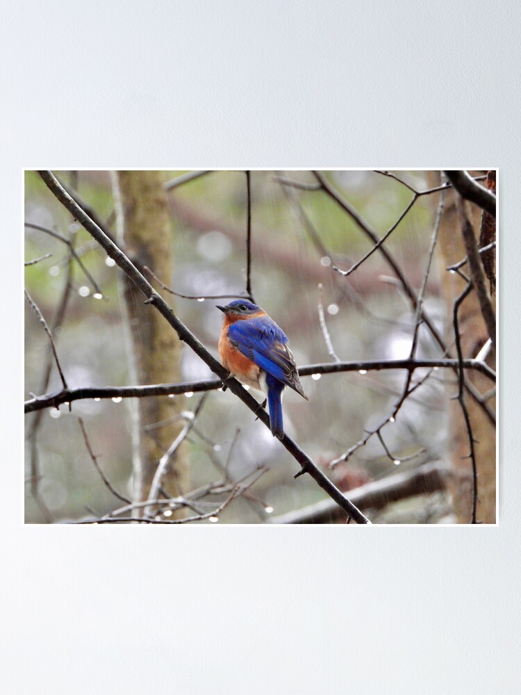 "Eastern Blue Bird" Poster for Sale by Plrptc0419 | Redbubble