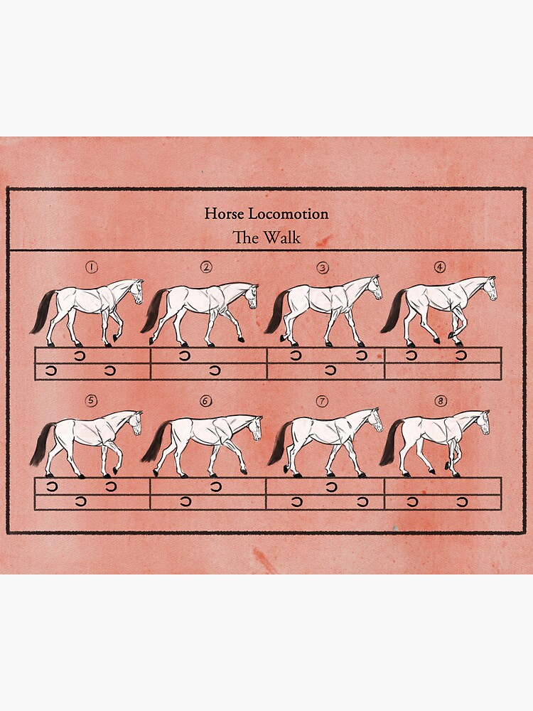 "Horse Locomotion The Walk 1" Sticker by KreativSein | Redbubble