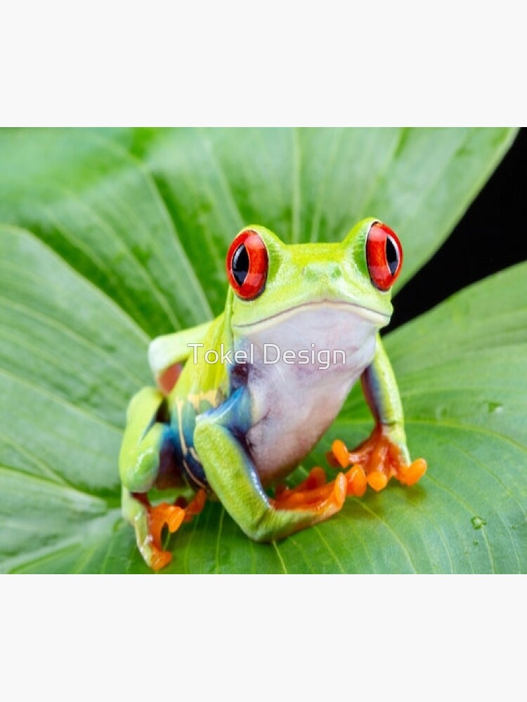 Lámina fotográfica «Rana arborícola de ojos rojos, Agalychnis ...