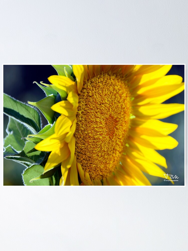 "Sunflower fields, Luberon, village, Provence, vacation, France" Poster ...