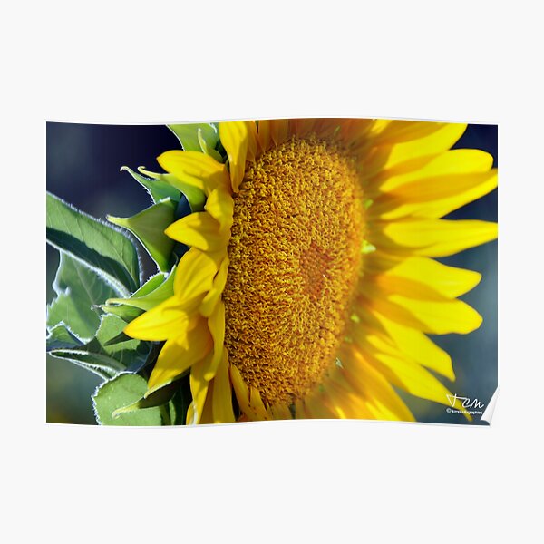 "Sunflower fields, Luberon, village, Provence, vacation, France" Poster ...