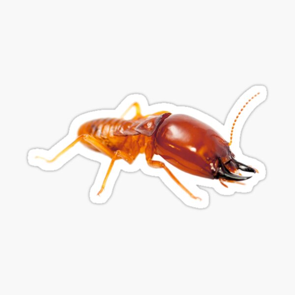 "Ant" Sticker for Sale by Insectland | Redbubble