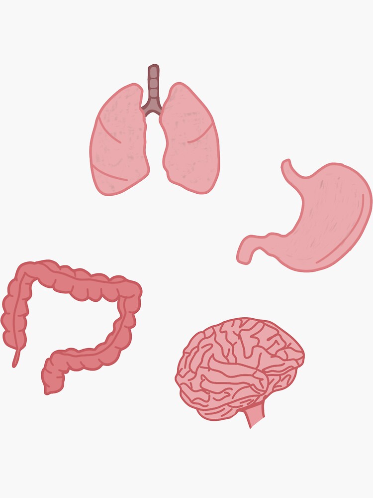 "Organs Sticker Pack" Sticker by RadTechRiegel | Redbubble