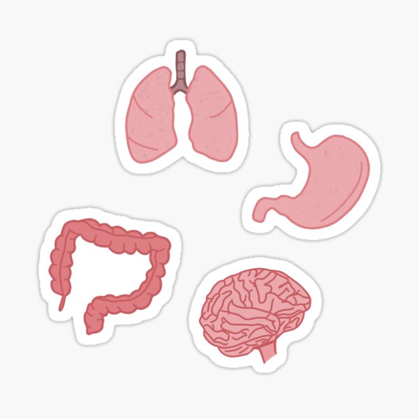"Organs Sticker Pack" Sticker by RadTechRiegel | Redbubble