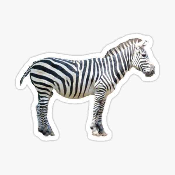 "Zebra version 2" Sticker by LittleCountess | Redbubble