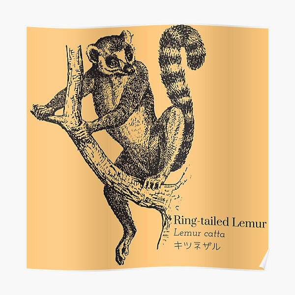 "Ring-tailed Lemur Lemur catta キツネザル Scientific Wildlife Japanese Kanji ...